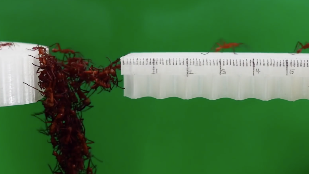 Army ant bridge-buliding algorithm – FlowingData